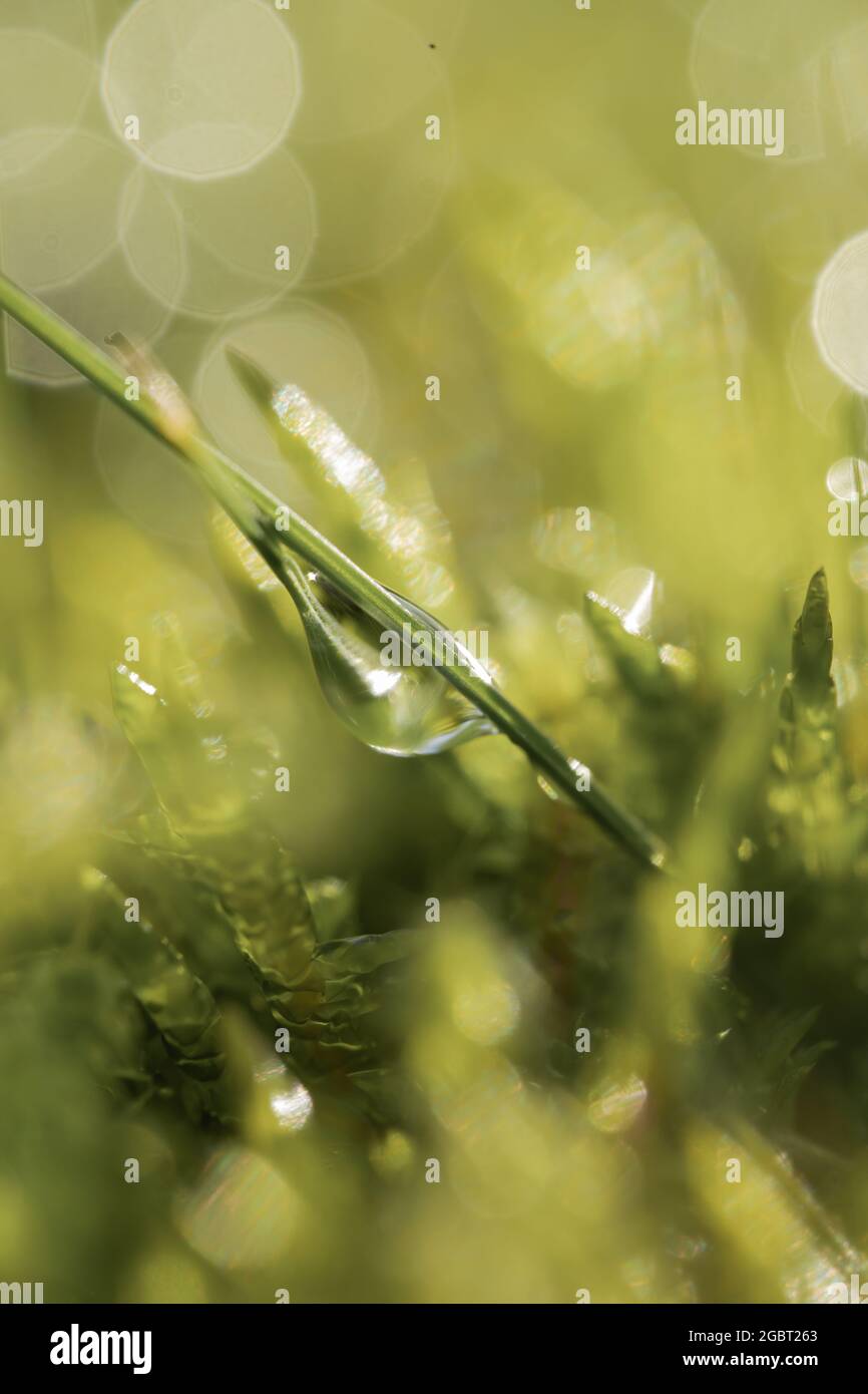 Microscopic water droplets hi-res stock photography and images - Alamy