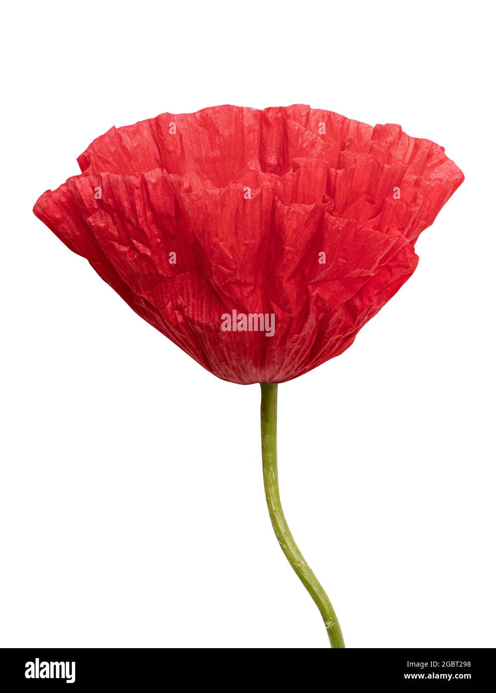Red poppy isolated on white background. Clipping path Stock Photo - Alamy