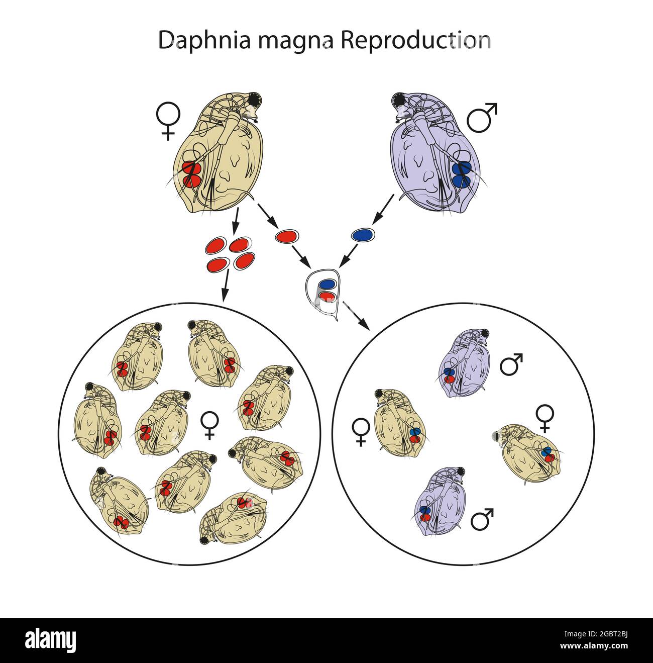 Daphnia use a combined strategy of asexual and sexual reproduction ...
