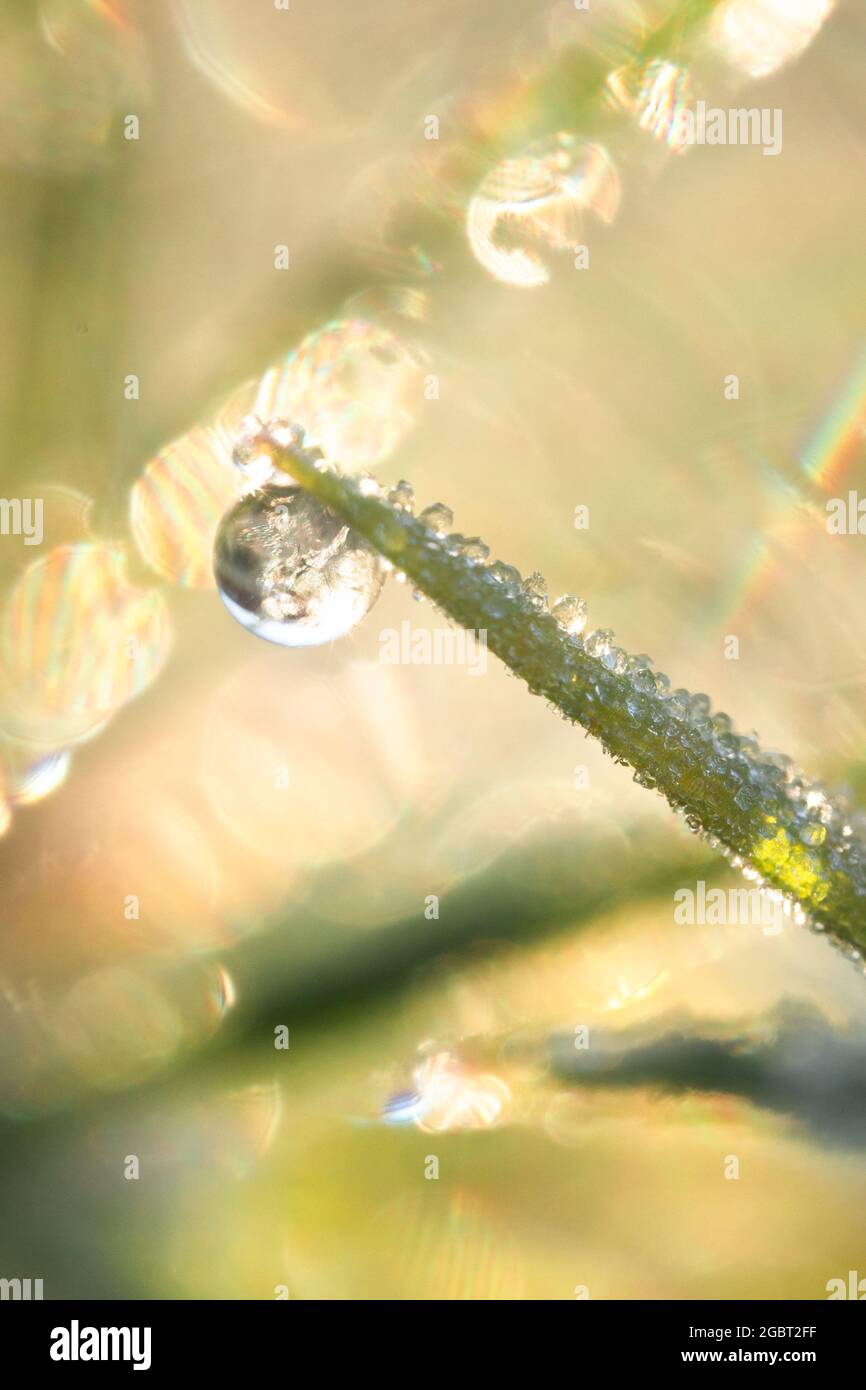 Frozen water droplet on an icy stem of grass Stock Photo - Alamy