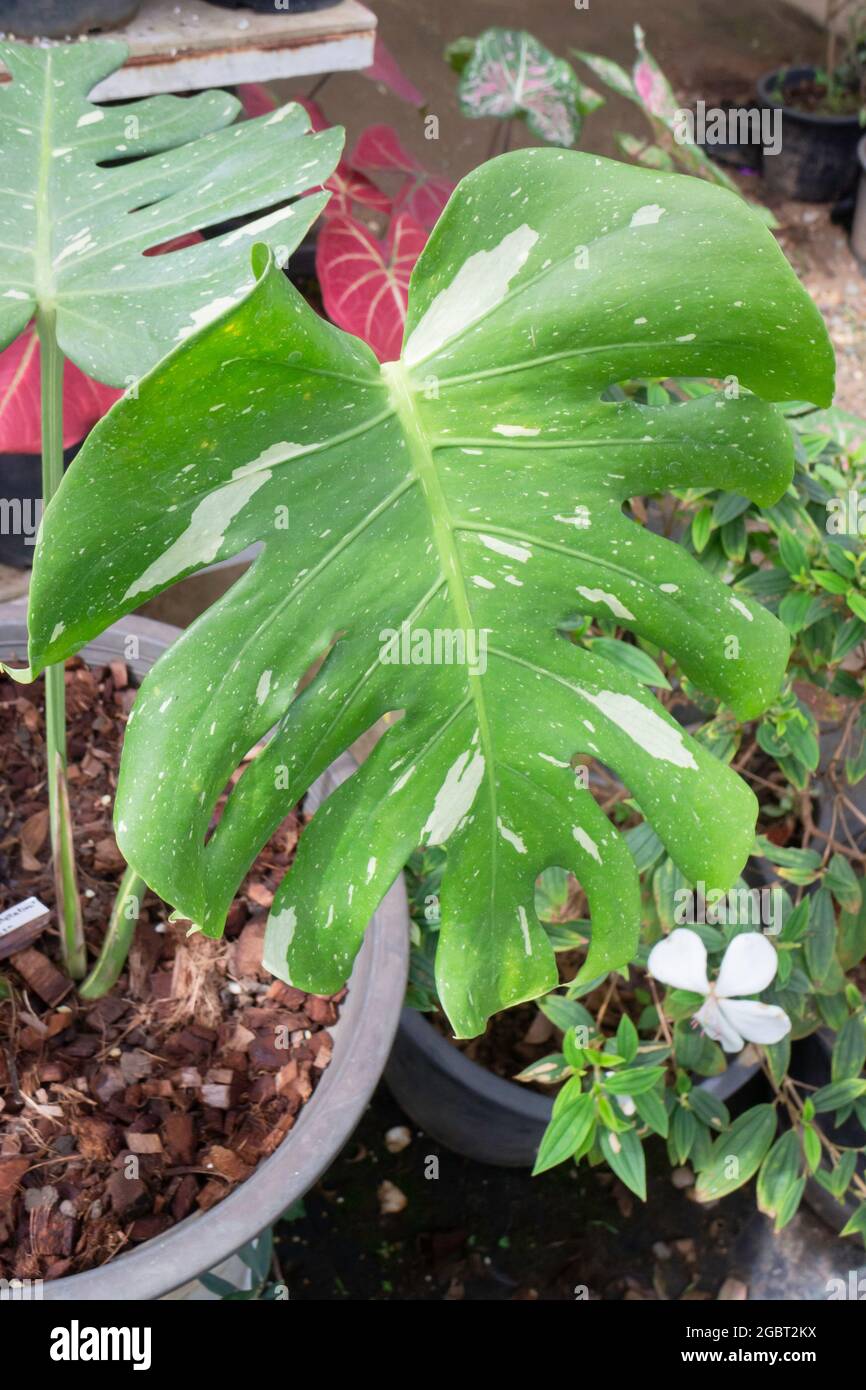 Pretty sprinkled varigated monstera garden plant, stock photo Stock ...