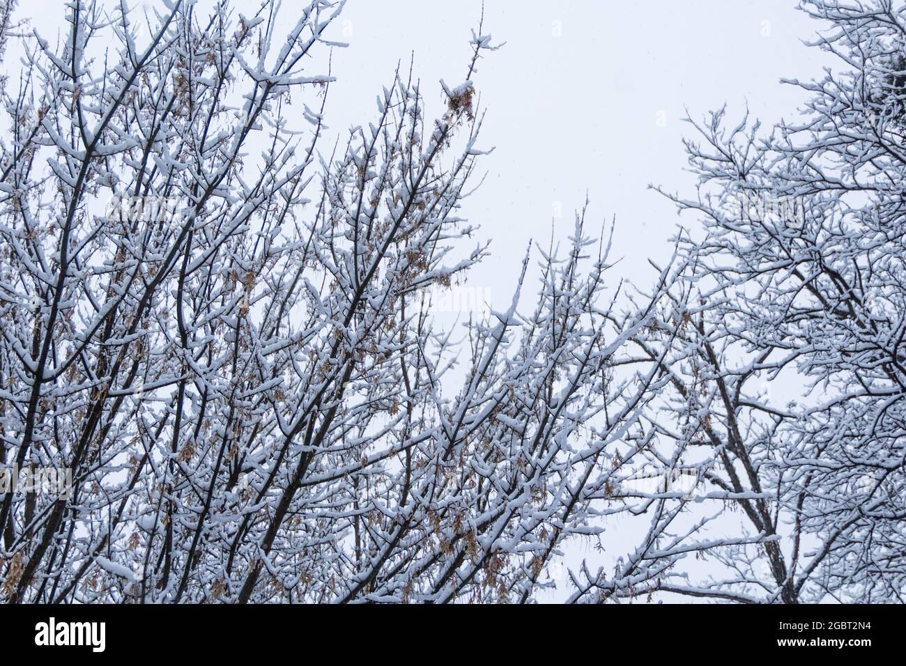 snow covered tree branches Stock Photo - Alamy