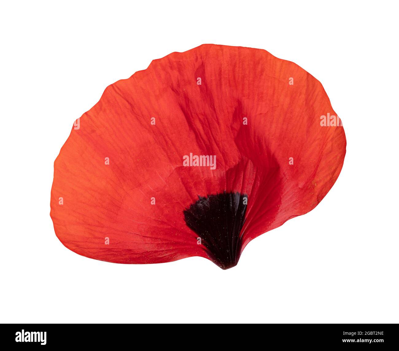 Red poppy isolated on white background. Clipping path Stock Photo - Alamy