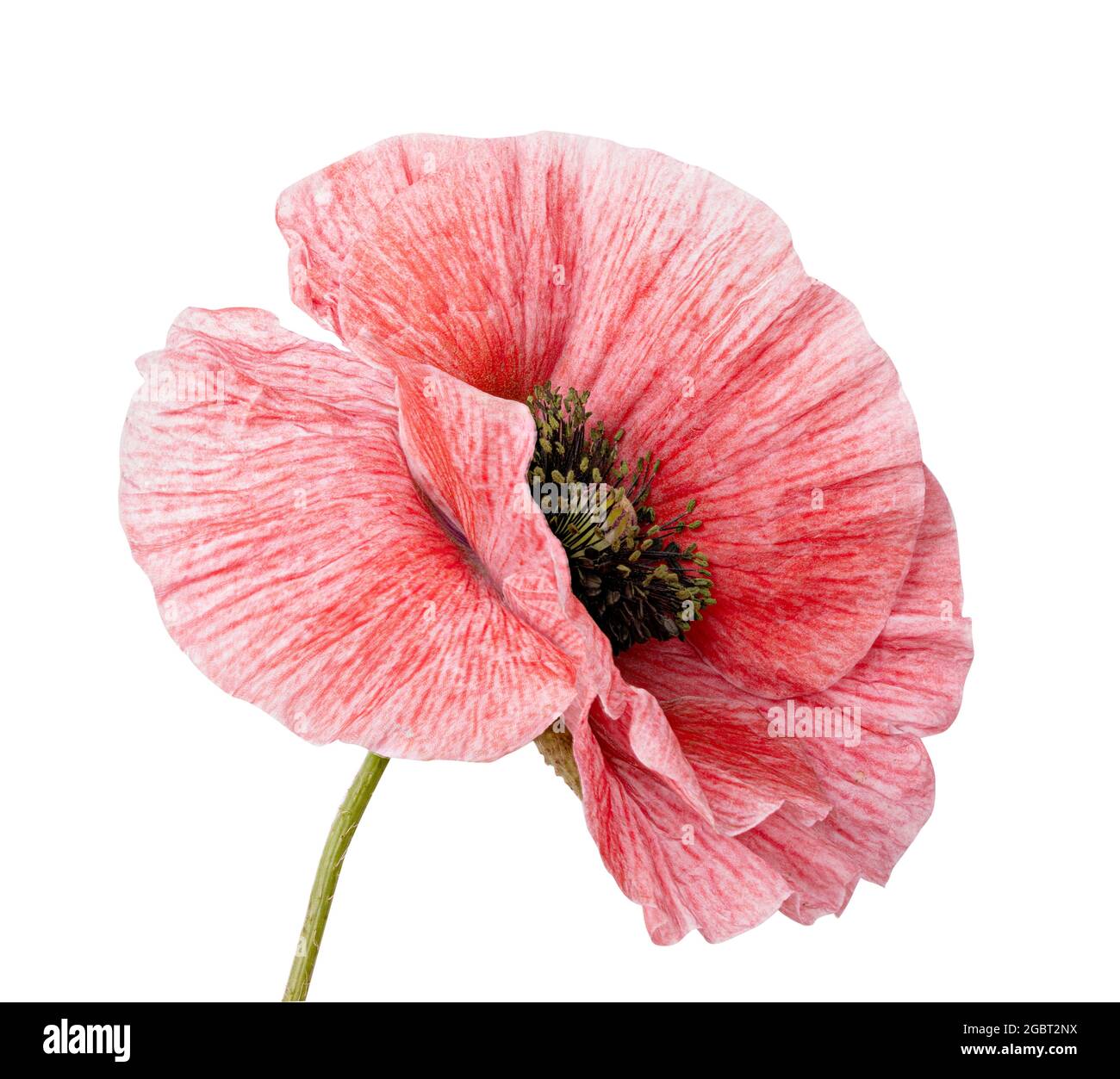 Red poppy isolated on white background. Clipping path Stock Photo - Alamy