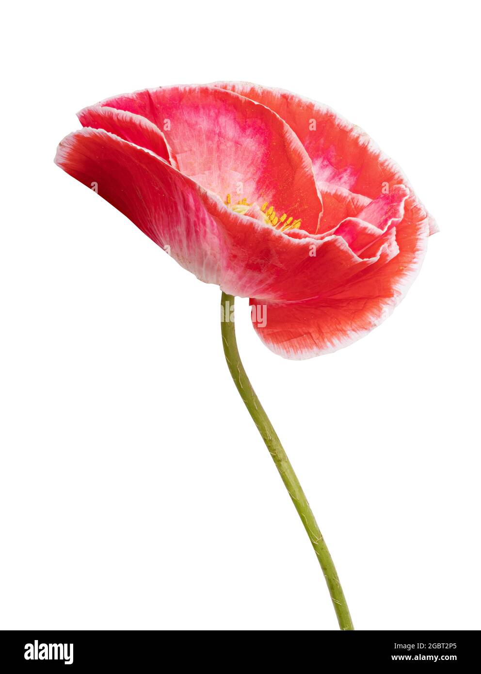 Red poppy isolated on white background. Clipping path Stock Photo - Alamy