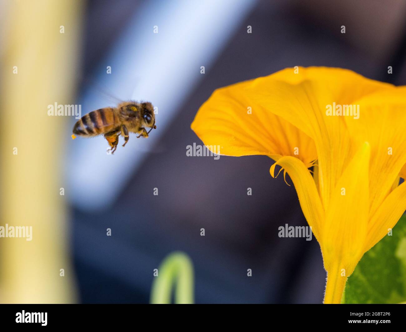 Worker honey bee life cycle hi-res stock photography and images - Alamy