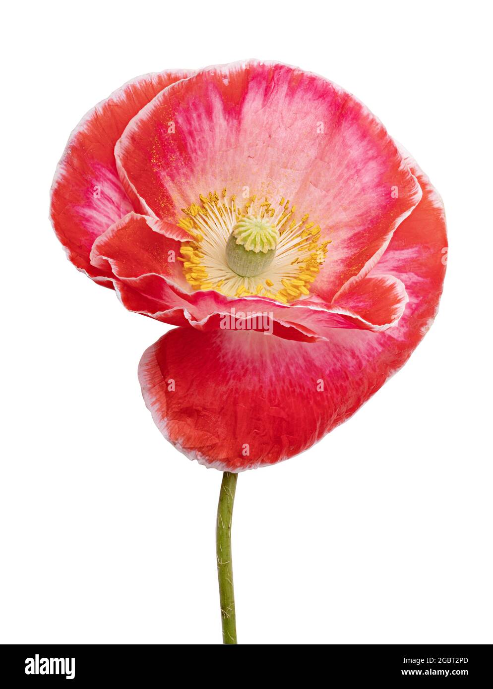 Red poppy isolated on white background. Clipping path Stock Photo - Alamy