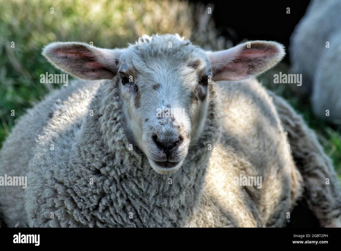 Face of a Sheep at Farmer Parrs Stock Photo - Alamy