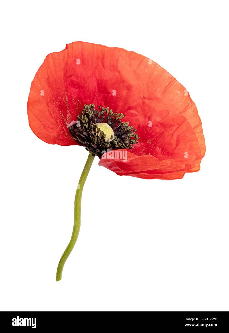 Red poppy isolated on white background. Clipping path Stock Photo - Alamy