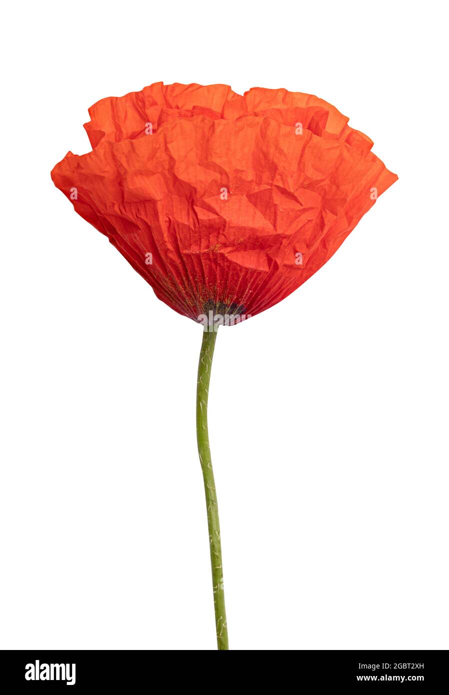 Red poppy isolated on white background. Clipping path Stock Photo - Alamy