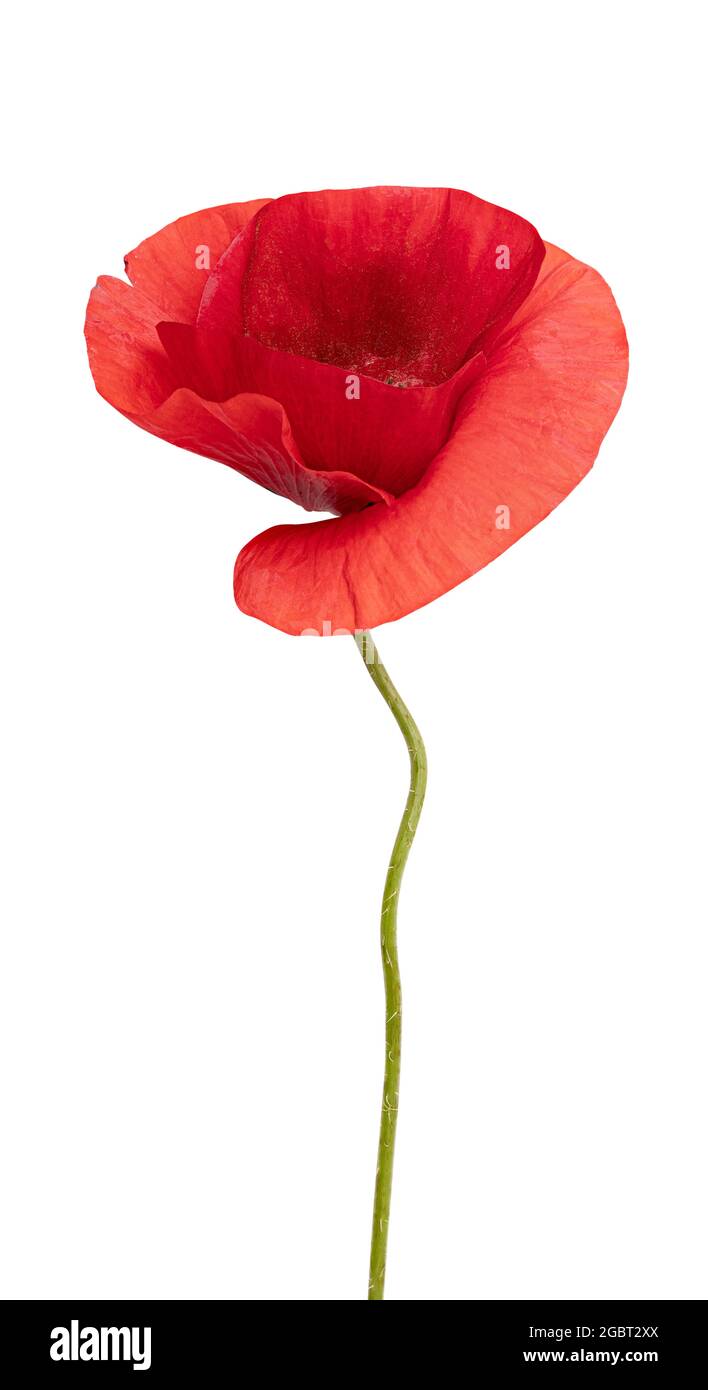 Red poppy isolated on white background. Clipping path Stock Photo - Alamy