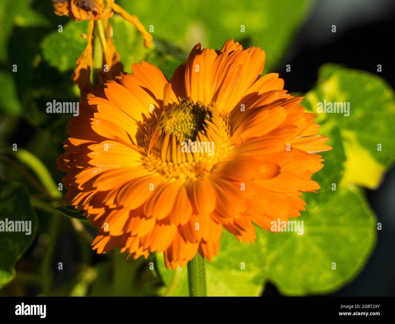 Closeup of edible orange Calendula flower in a kitchen garden Stock ...
