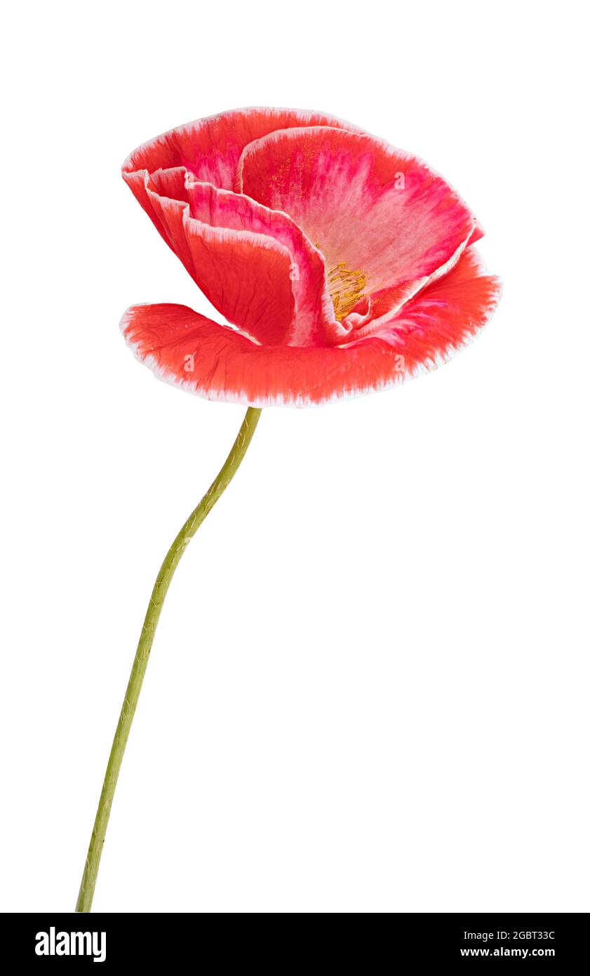 Red poppy isolated on white background. Clipping path Stock Photo - Alamy