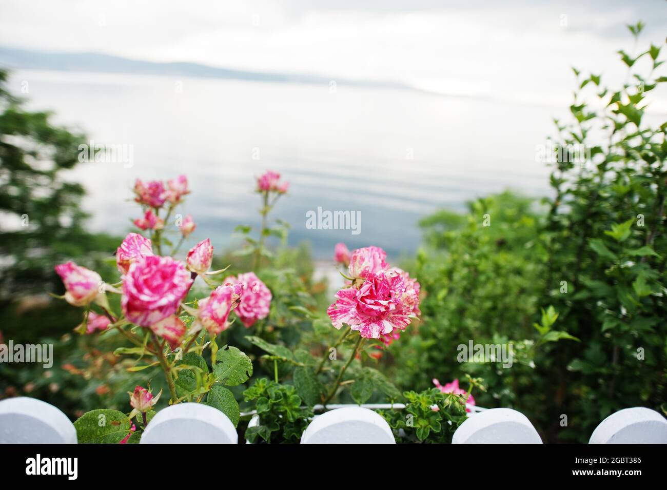 Bushes of roses on sea background Stock Photo - Alamy