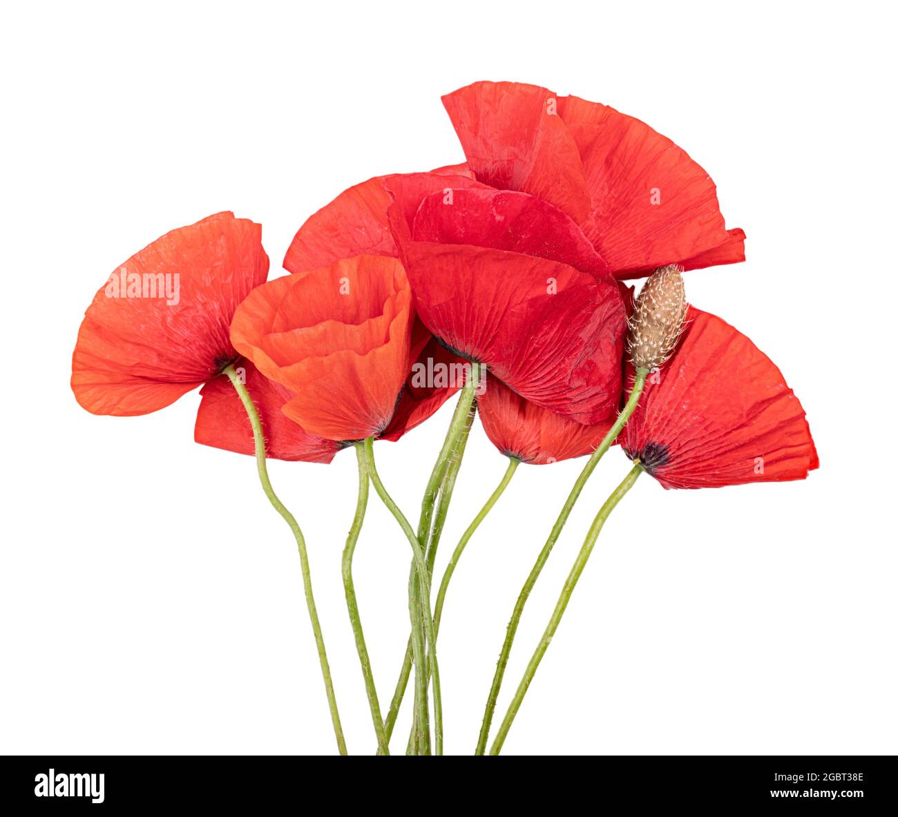 Red poppy isolated on white background. Clipping path Stock Photo - Alamy