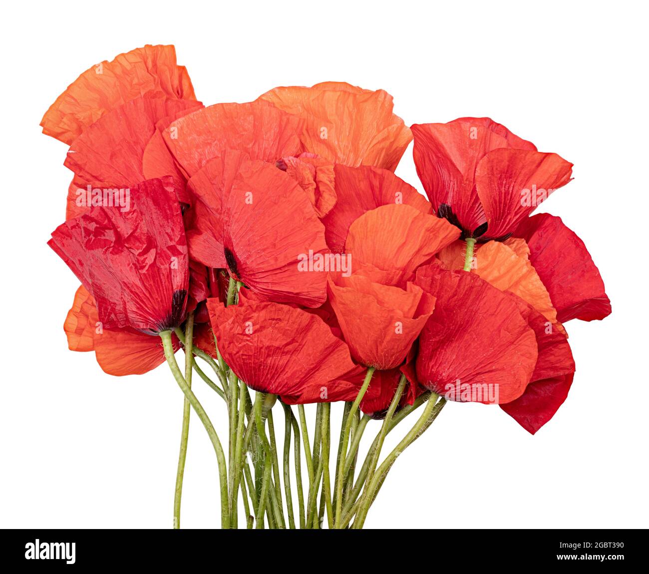 Red poppy isolated on white background. Clipping path Stock Photo - Alamy