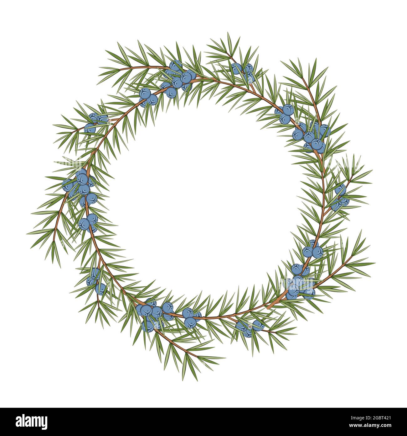 Isolated round frame of a juniper on a white background. Vector color ...