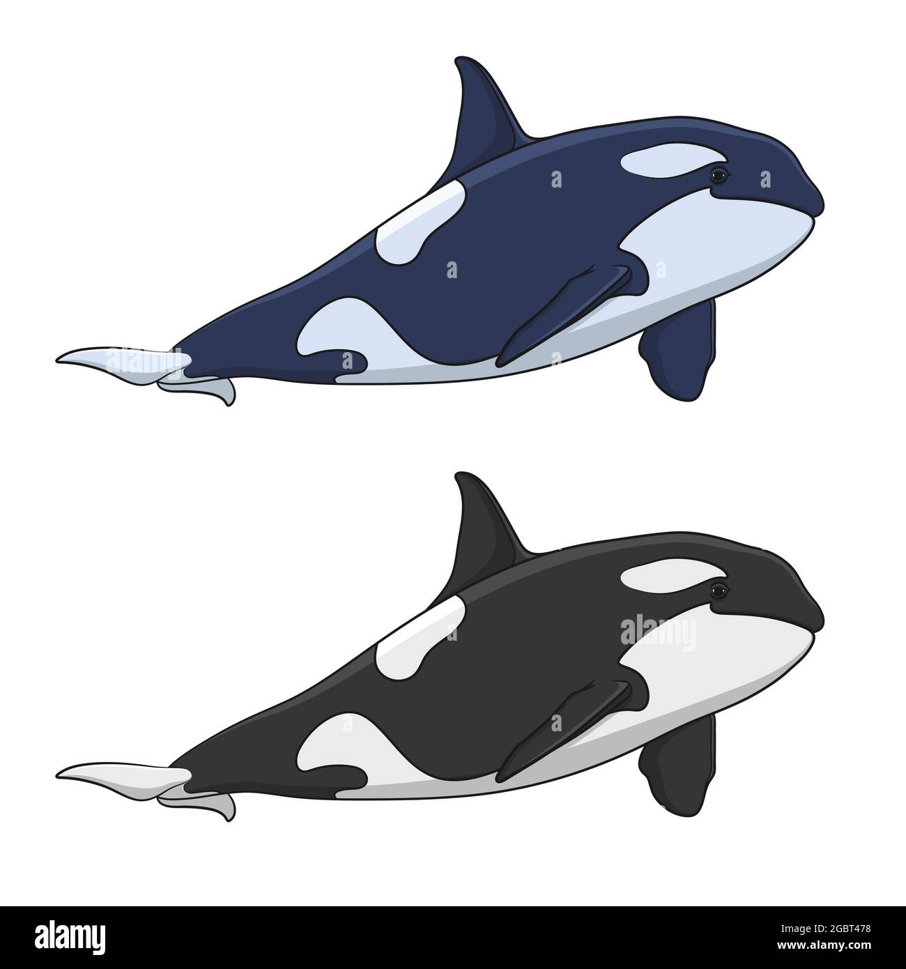 Color image of a killer whale. Isolated vector objects on white ...