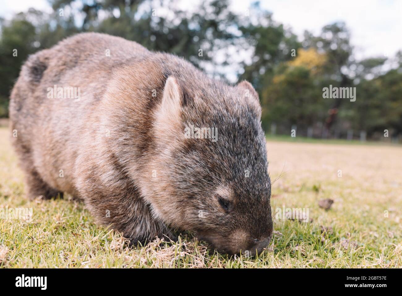 Common Wombat eating grass in a field Stock Photo - Alamy