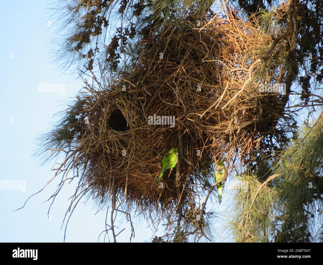 Monk parakeet (Myiospsitta monachus) in a nest Stock Photo - Alamy