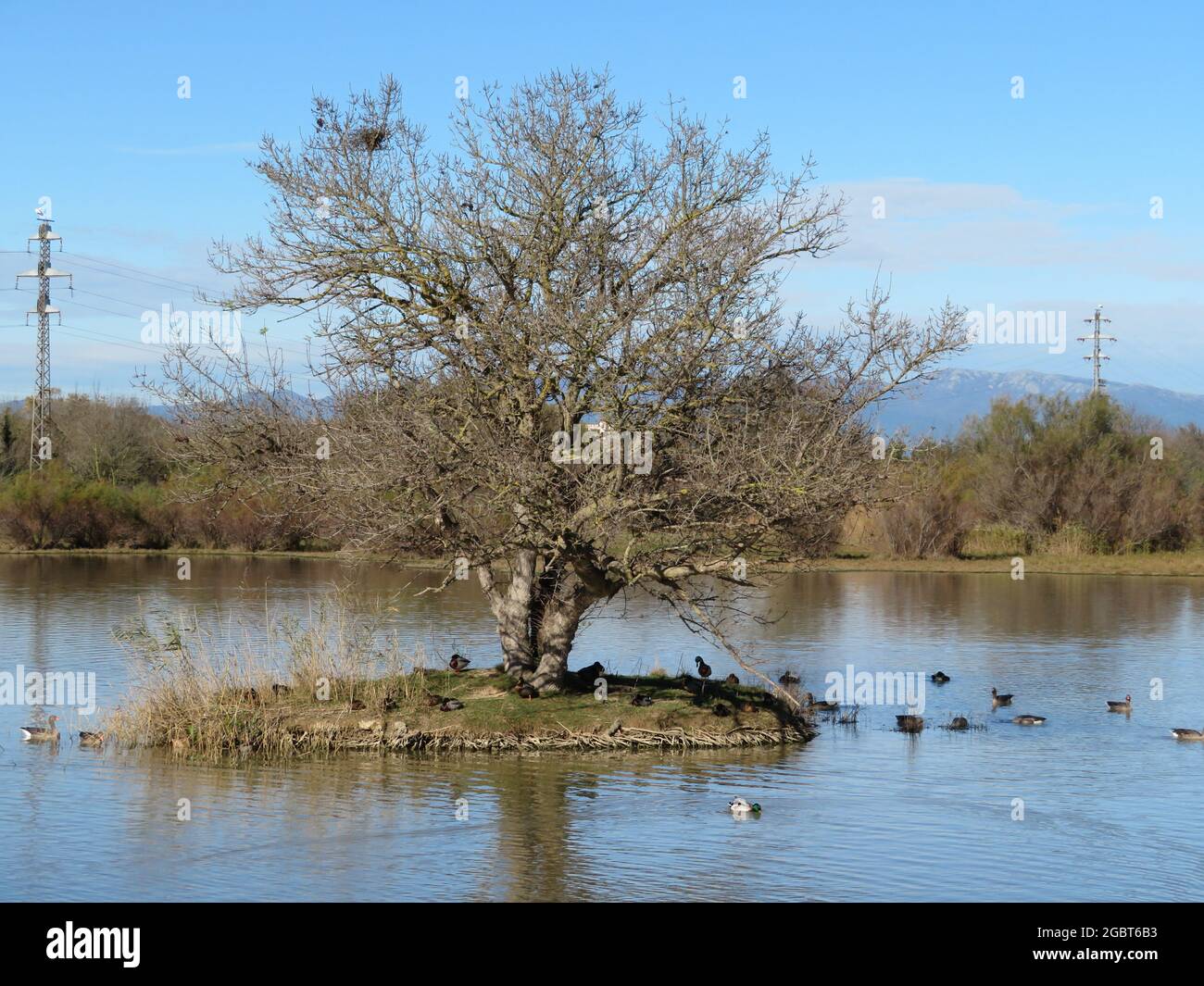 Landscape of a wetland with a tree Stock Photo - Alamy