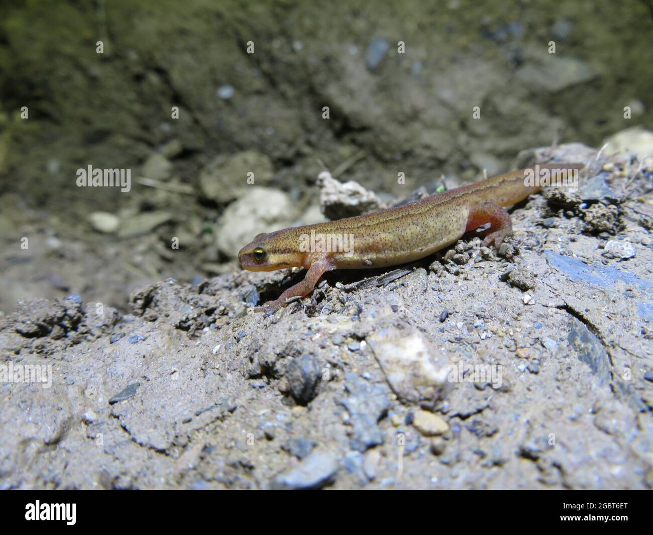 Palmate newt outside water Stock Photo - Alamy