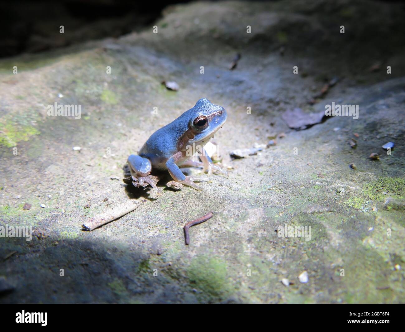 Blue Mediterranean tree frog (Hyla meridionalis) in ground Stock Photo ...