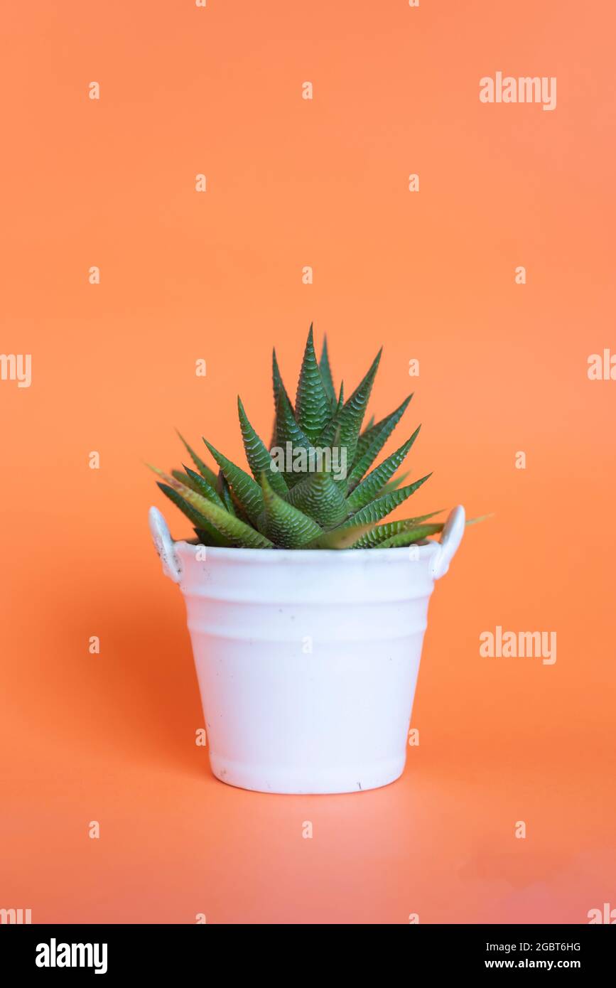 fun vibrant image of a cactus on a bright exciting background Stock ...