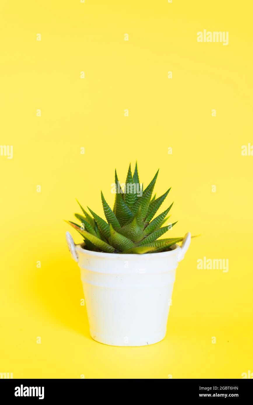 fun vibrant image of a cactus on a bright exciting background Stock ...