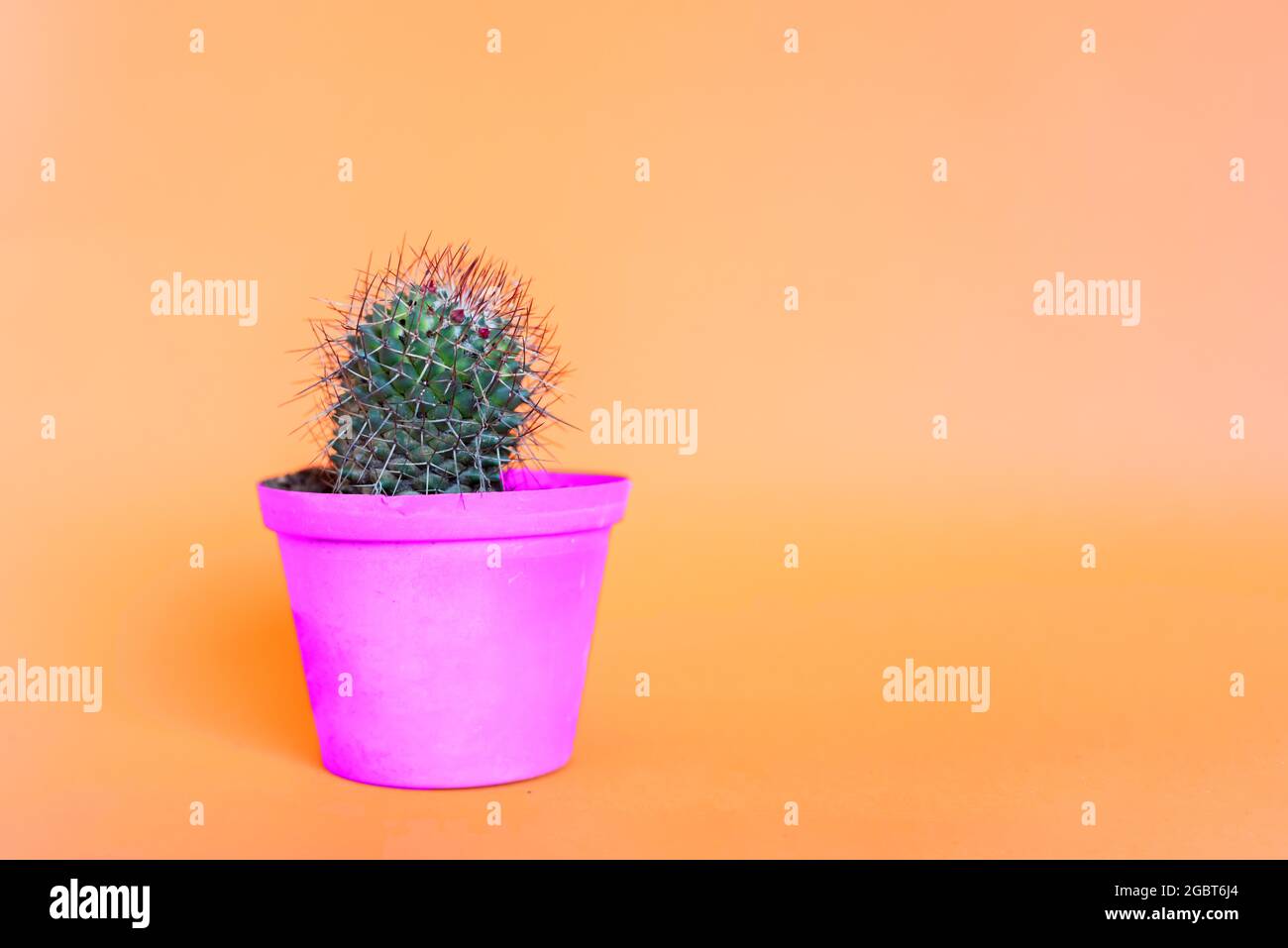 fun vibrant image of a cactus on a bright exciting background Stock ...