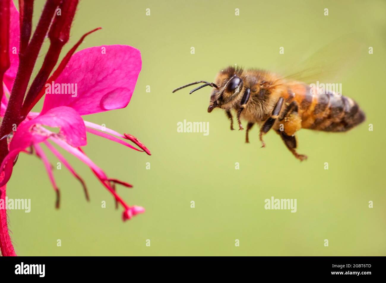 bee flying next to pink flower Stock Photo - Alamy