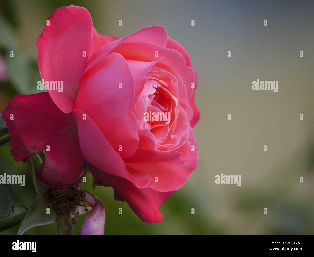 Selective focus shot of a beautiful rose flower outdoors during ...