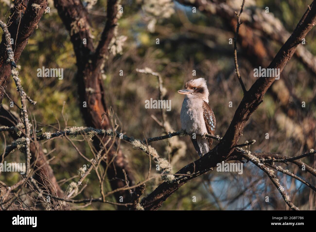Australian bird, Laughing Kookaburra in a tree Stock Photo - Alamy