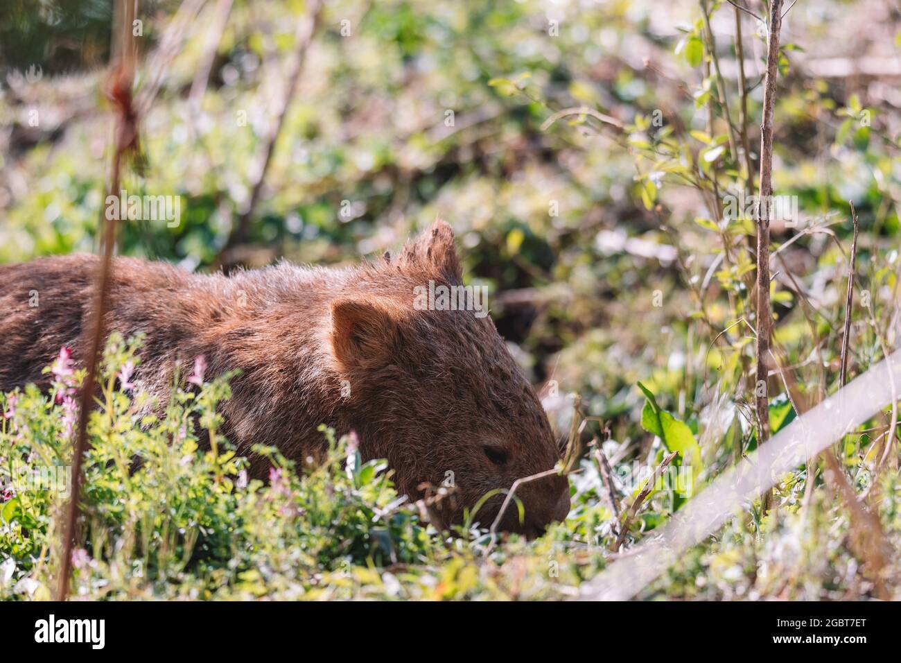 Wombat in nature hi-res stock photography and images - Alamy
