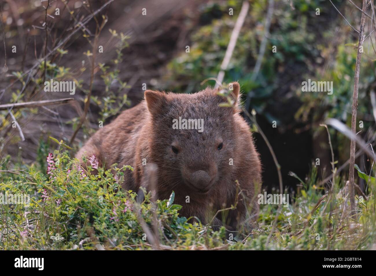 Common Wombat eating grass in a field Stock Photo - Alamy