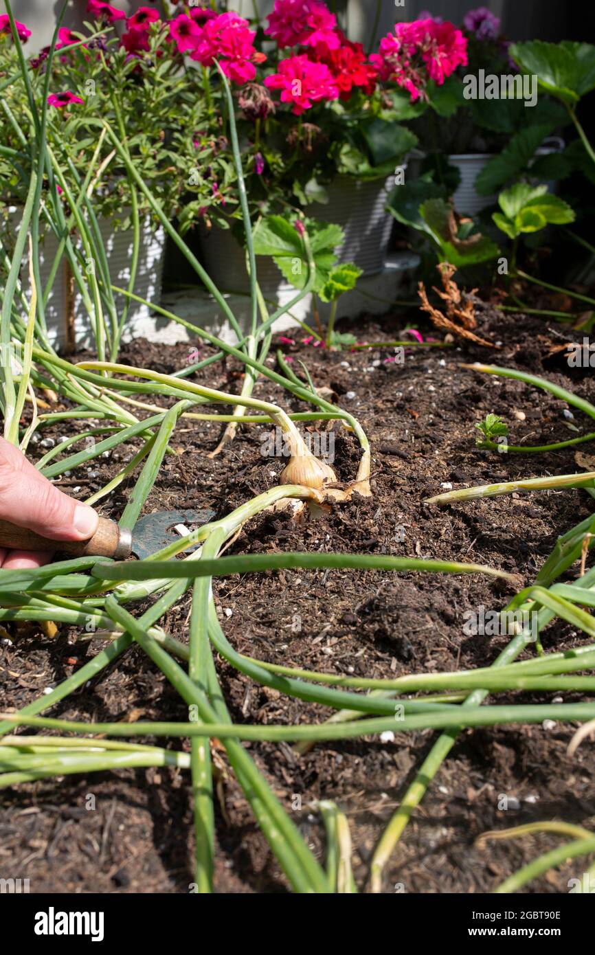 Man digging harvesting shallots from a raised vegetable patch garden ...