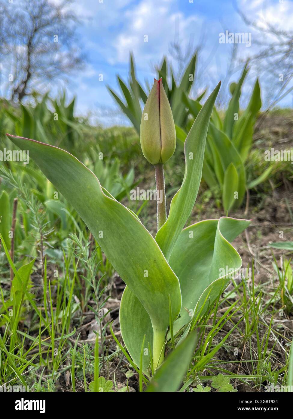 closed tulip bud in spring garden. the flower bed in the garden grew ...