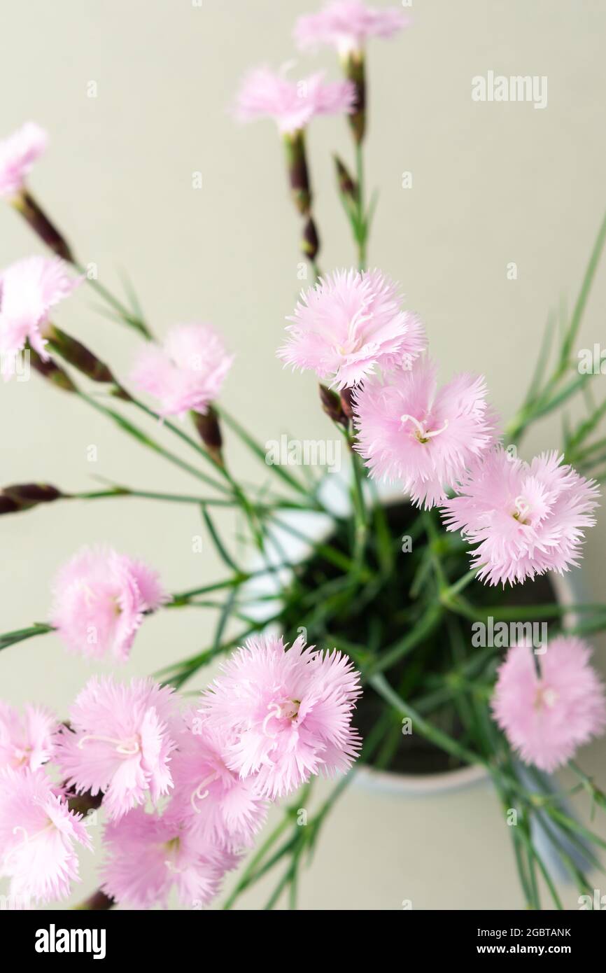 Mini carnation pink hi-res stock photography and images - Alamy