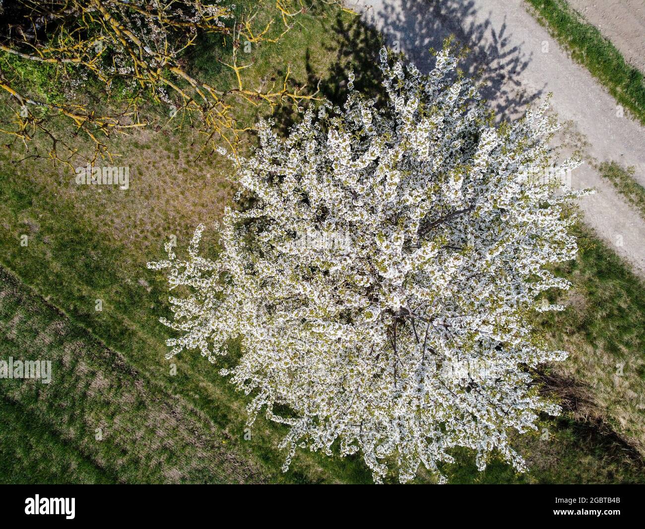 Top view of a tree with white blossoms growing in a garden Stock Photo ...