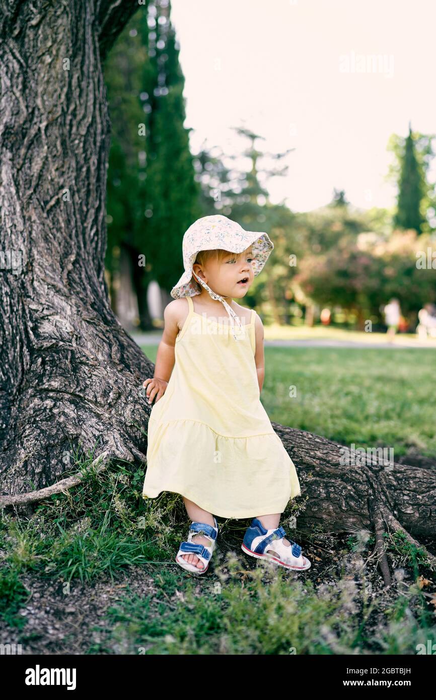 Sycamore tree roots hi-res stock photography and images - Alamy