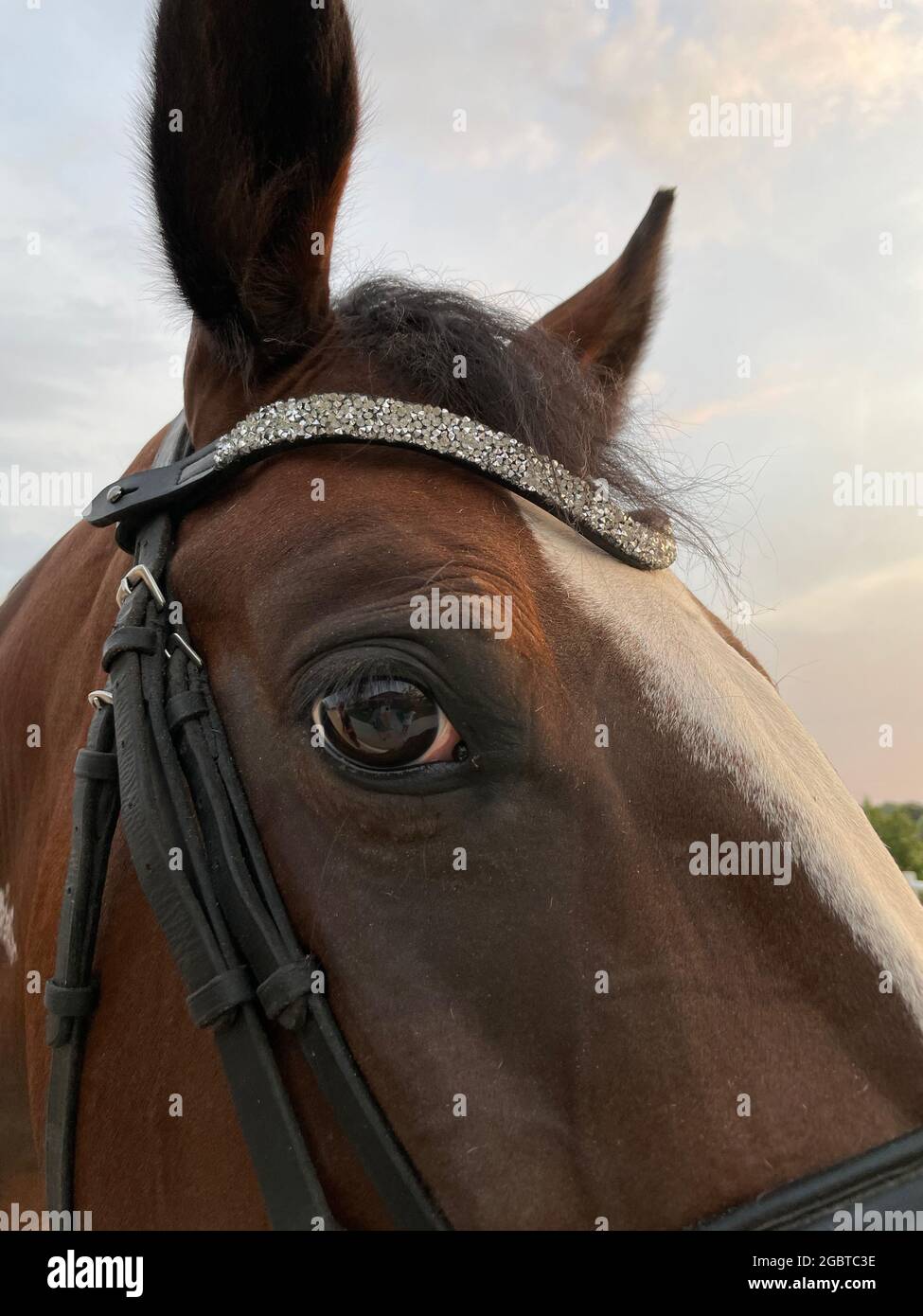 Portrait of brown horse with bridle and rein against sky background ...