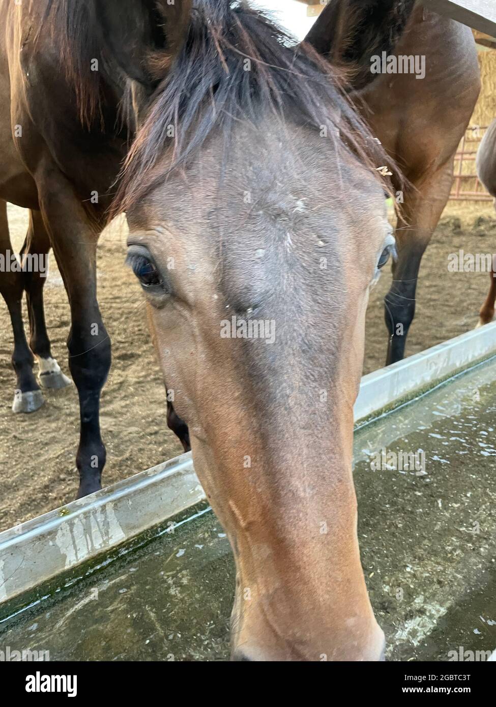 Horse drinks water in watering place from trough in stable. Closeup ...