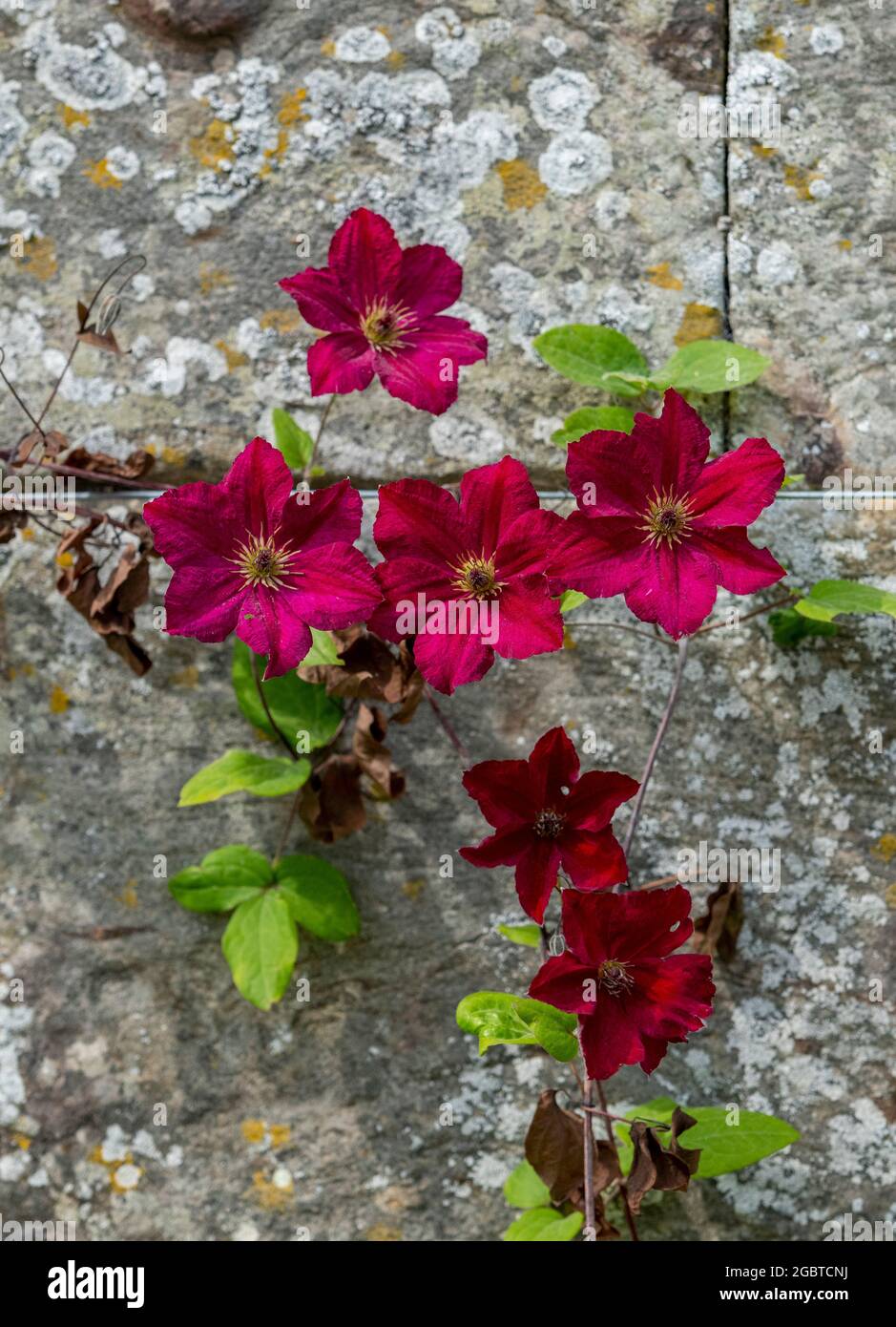 bright red clematis flowers with green leaves climbing on a stone wall ...