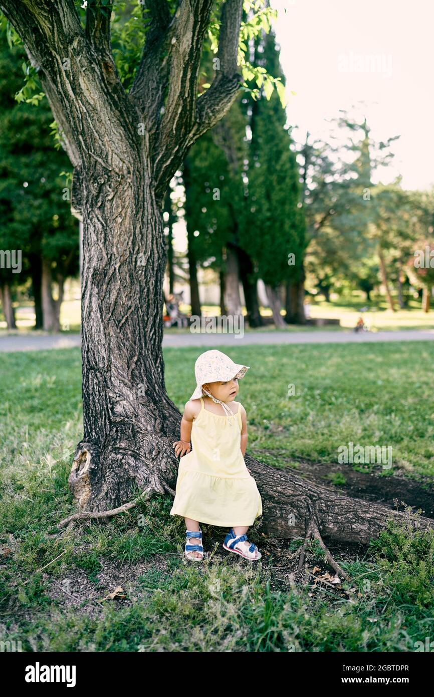 Little girl stands leaning on the roots of a huge tree in the park ...