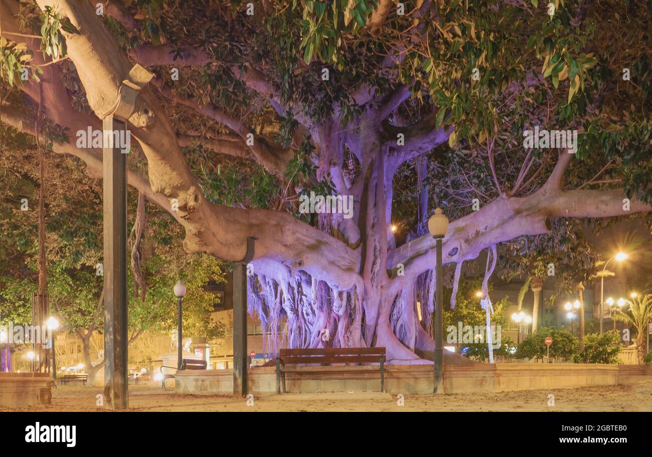 Ficus trees hi-res stock photography and images - Alamy