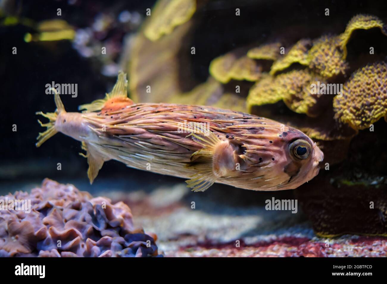 Long-spine porcupinefish underwater in sea Stock Photo - Alamy