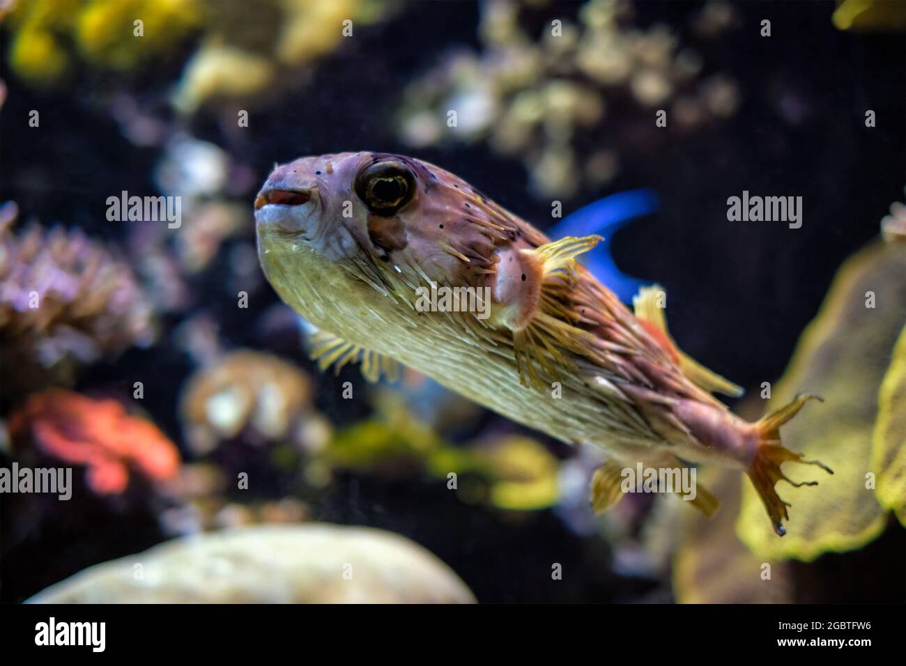Long-spine porcupinefish underwater in sea Stock Photo - Alamy