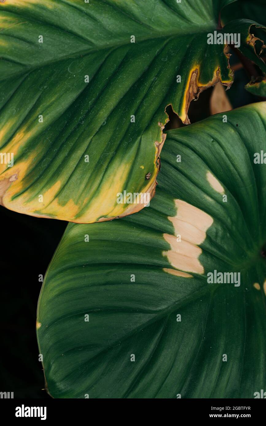 Top view close up big green tropical leaves background Stock Photo - Alamy