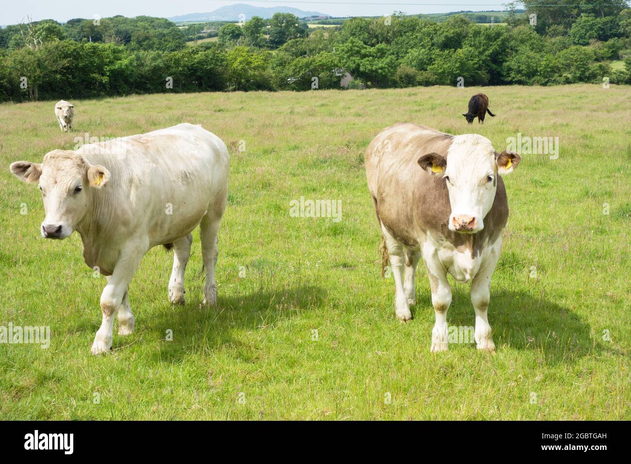 Welsh cattle farming hi-res stock photography and images - Alamy