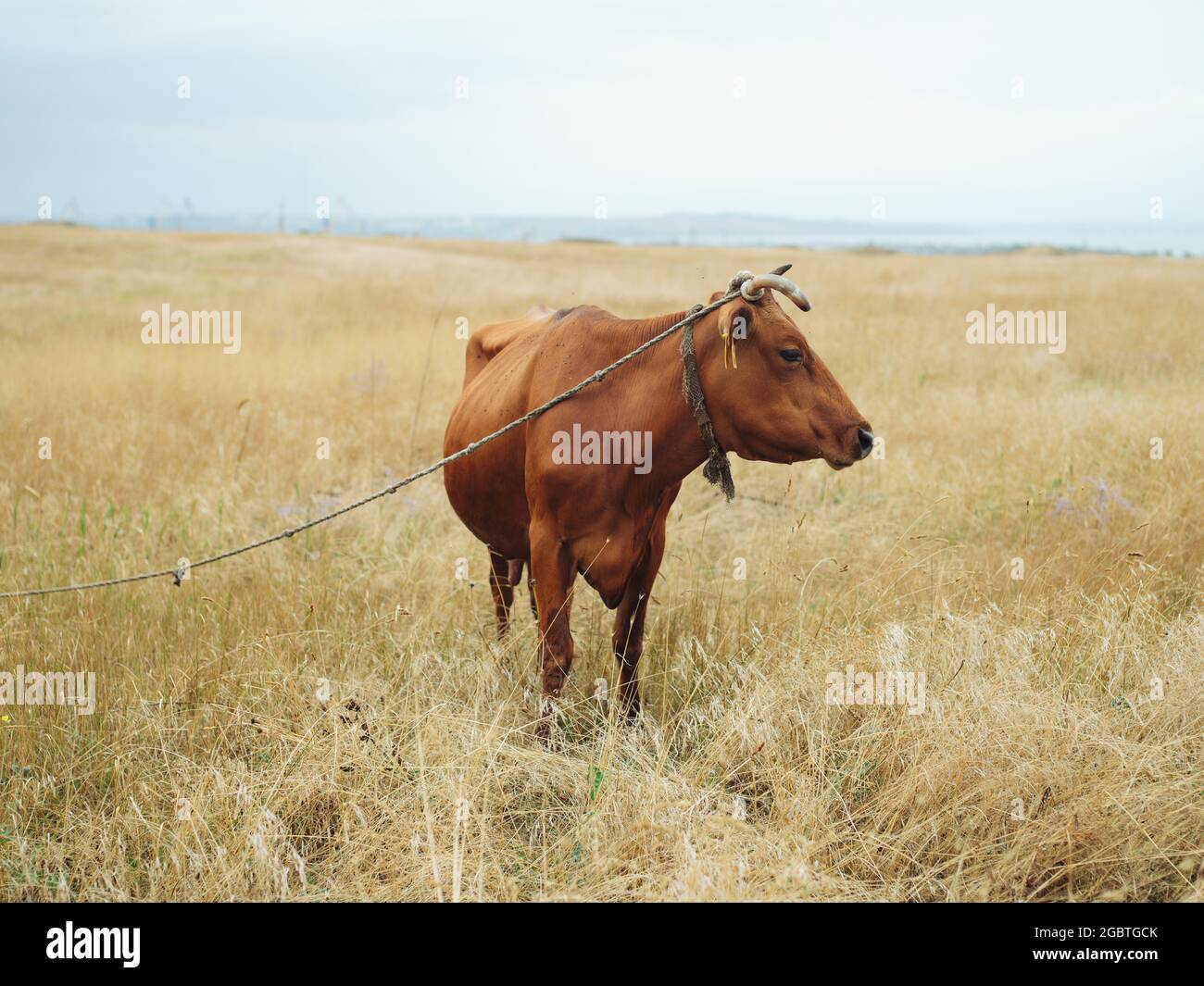 Cow in the field nature landscape mammal beast Stock Photo - Alamy